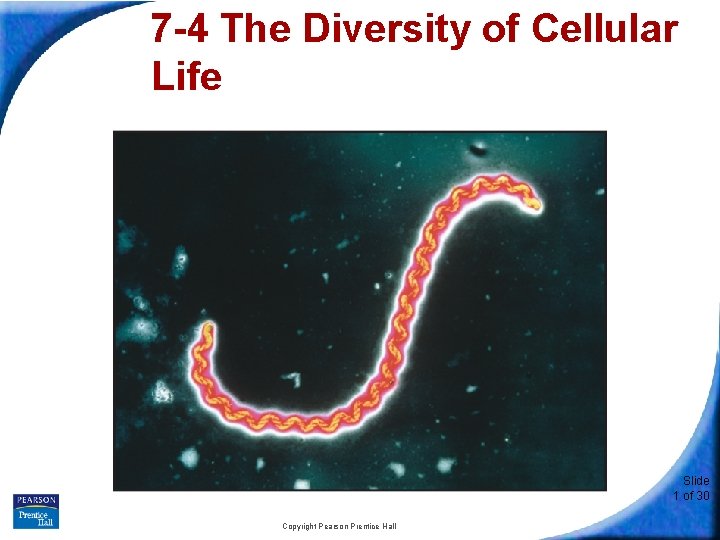 7 4 The Diversity of Cellular Life Slide