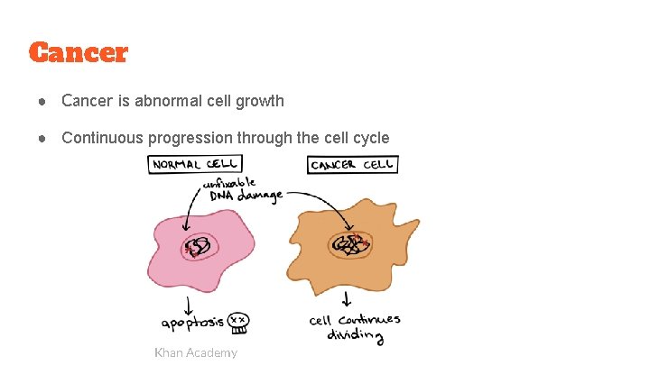 Cell Cycle Review Topic 4 5 Feedback Negative