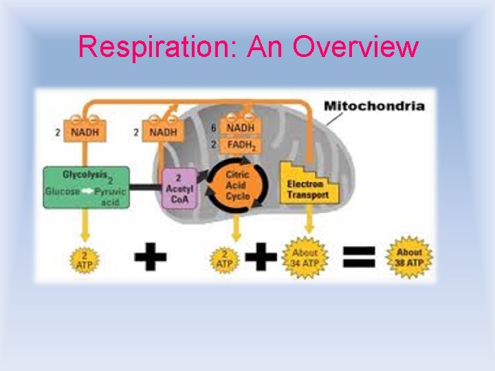 Chapter 9 Cellular Respiration Chemical Pathway Calorie C