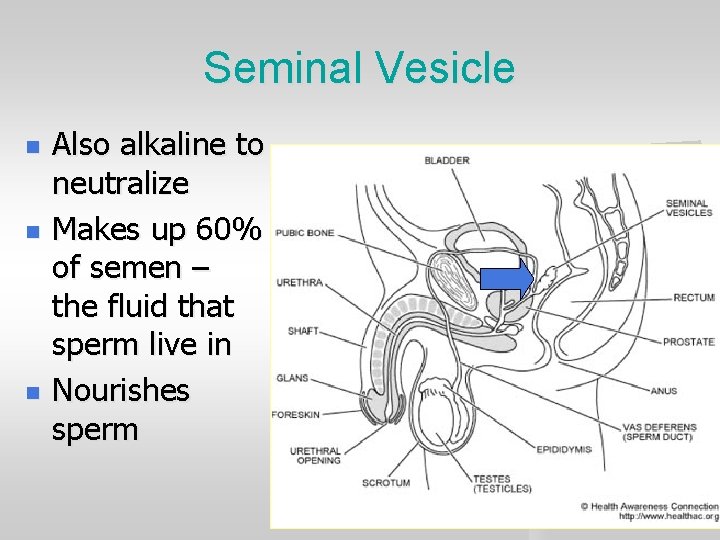 Health Male Anatomy The Scrotum N N N