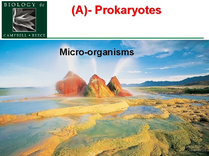 The Cellulae Small room The Organisms Basic Unit