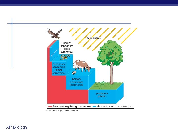 Energy and Matter in Ecosystems Needs of organisms