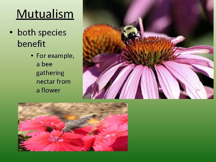 Ecosystems and the Relationships in Them Biodiversity Biosphere