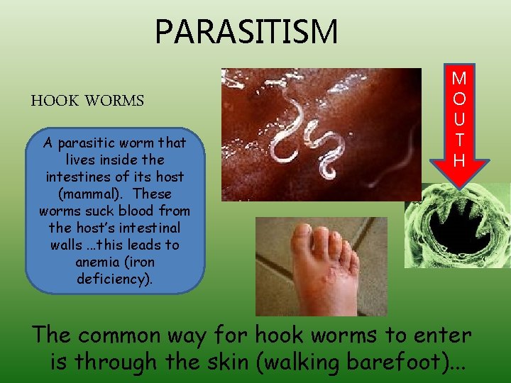 Ecosystems and the Relationships in Them Biodiversity Biosphere