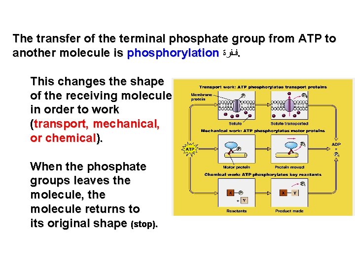 CELLULAR RESPIRATION HARVESTING CHEMICAL ENERGY Section A The