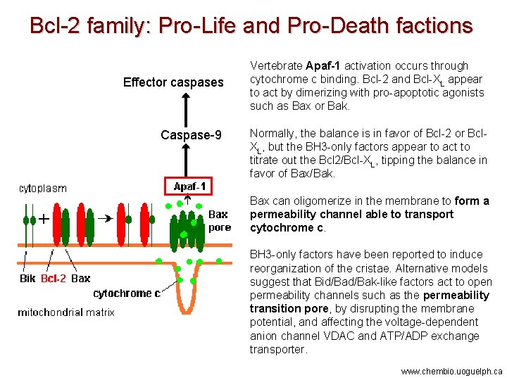 Mechanisms of Cell Death Etiology of cell death