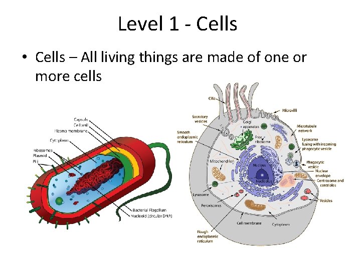 Levels of Organization Body Systems Biology Level 1