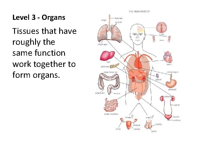 Levels of Organization Body Systems Biology Level 1