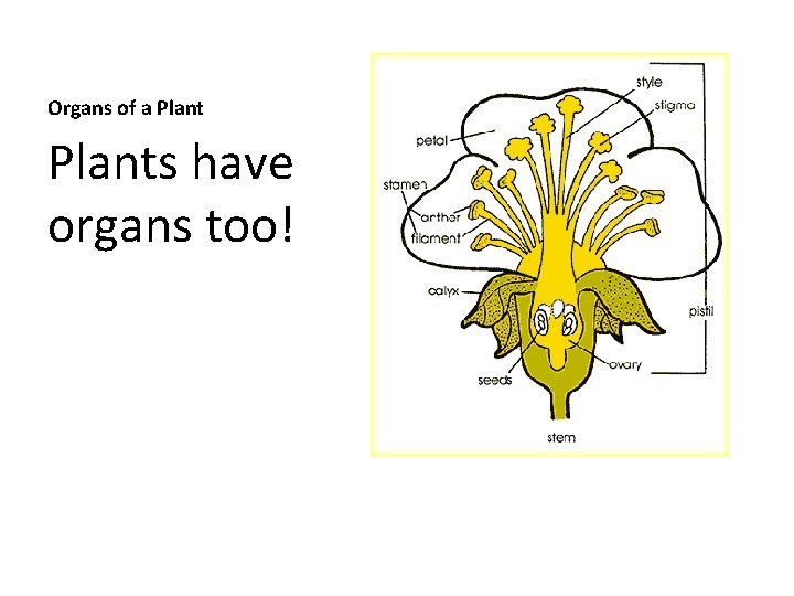 Levels of Organization Body Systems Biology Level 1