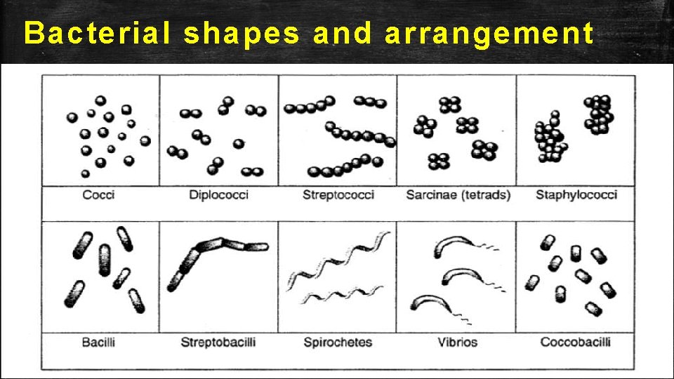 Bacterial staining Dr Dunith Liyanagamage MBBS Dyes Why
