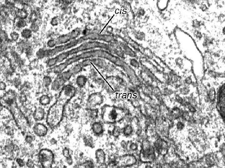 The Cell Part 2 Cisterna Ribosomes Polyribosome mRNA