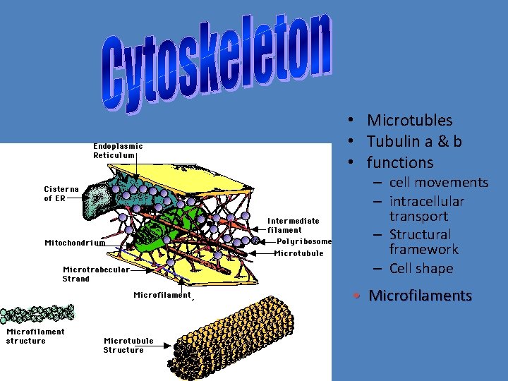 The Cell Part 2 Cisterna Ribosomes Polyribosome mRNA