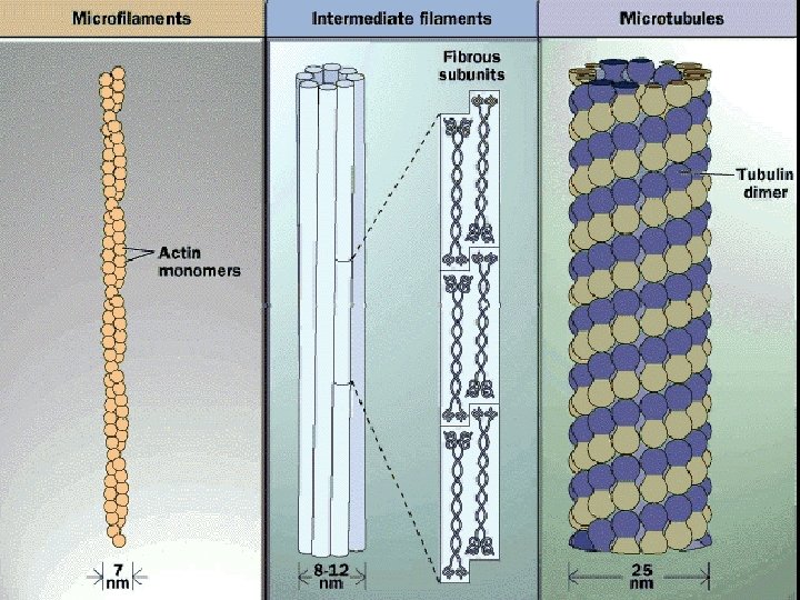 The Cell Part 2 Cisterna Ribosomes Polyribosome mRNA