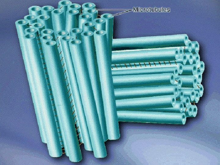 The Cell Part 2 Cisterna Ribosomes Polyribosome mRNA