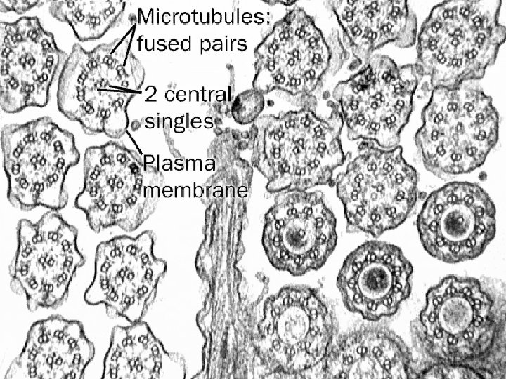 The Cell Part 2 Cisterna Ribosomes Polyribosome mRNA