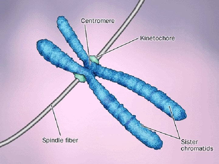 The Cell Part 2 Cisterna Ribosomes Polyribosome mRNA