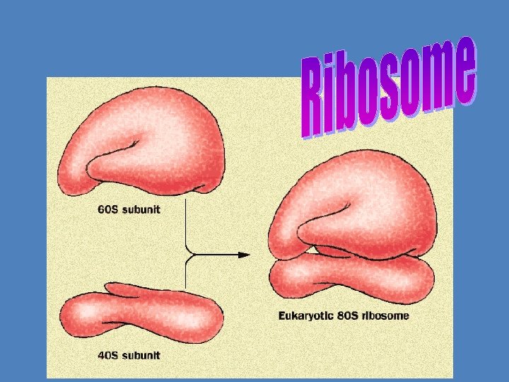 The Cell Part 2 Cisterna Ribosomes Polyribosome mRNA