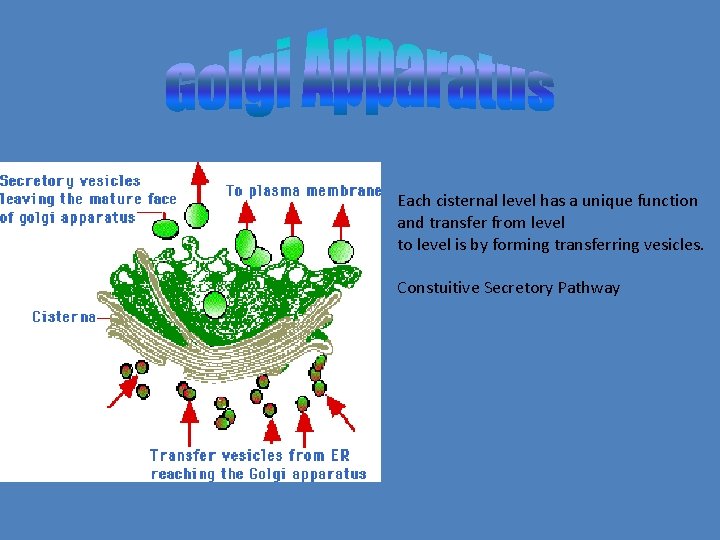 The Cell Part 2 Cisterna Ribosomes Polyribosome mRNA