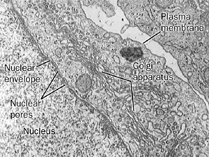 The Cell Part 2 Cisterna Ribosomes Polyribosome mRNA