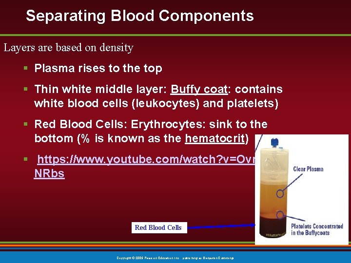 Blood Type of connective tissue The only fluid