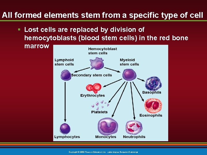 Blood Type of connective tissue The only fluid
