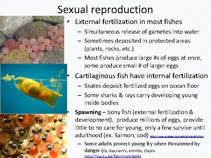 Fish and Amphibians Chapter 30 TURBOBLAST Edition What