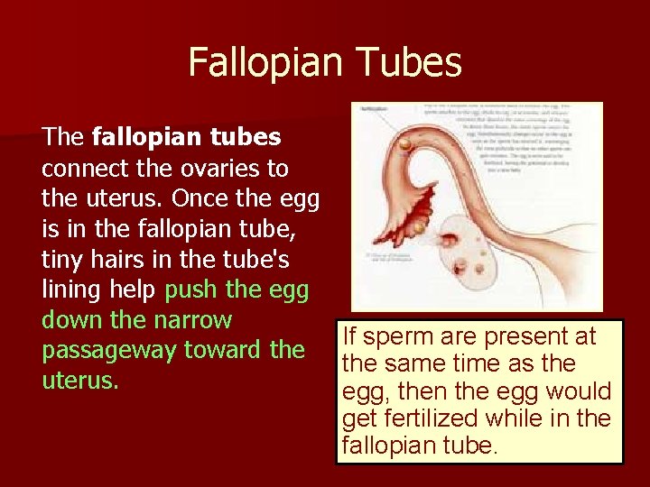 From Girl to Woman Female Reproduction Reproductive System