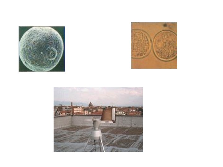 Maturazione del polline Pollini di Compositae al microscopio