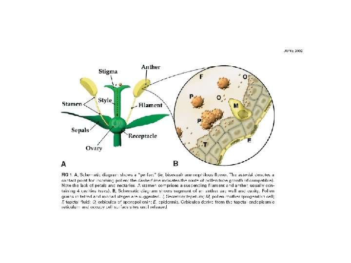 Maturazione del polline Pollini di Compositae al microscopio