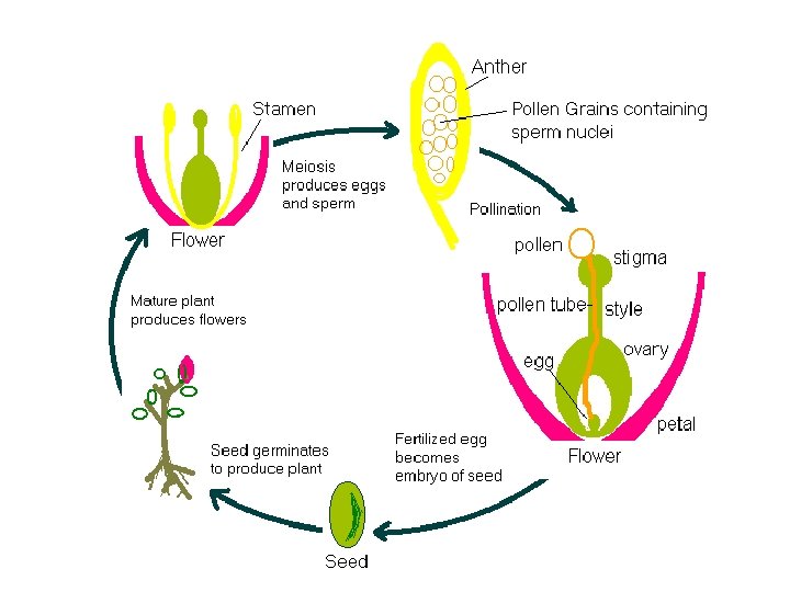 Maturazione del polline Pollini di Compositae al microscopio