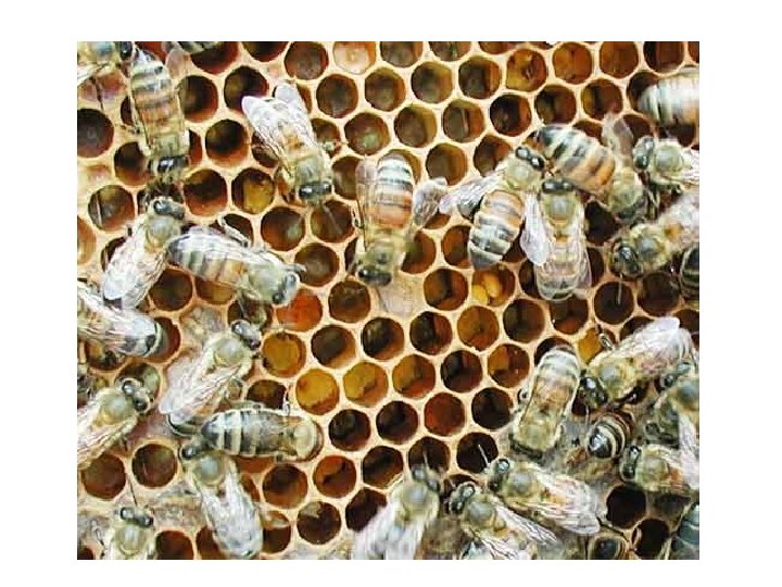Maturazione del polline Pollini di Compositae al microscopio
