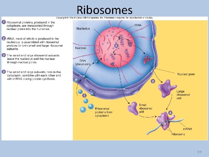 Prokaryote v Eukaryote Cytoplasm Cellular material outside nucleus