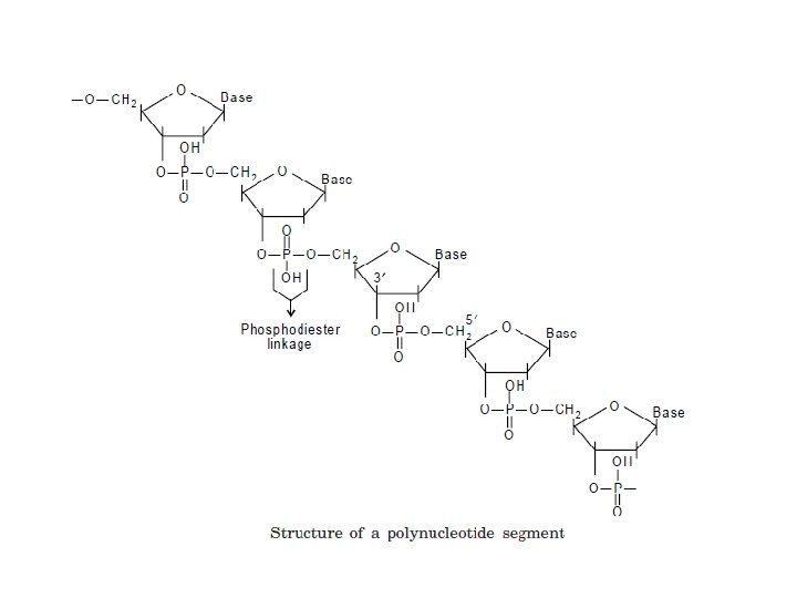 Chapter 9 NUCLEIC ACIDS Acknowledgement Addisa Ababa University
