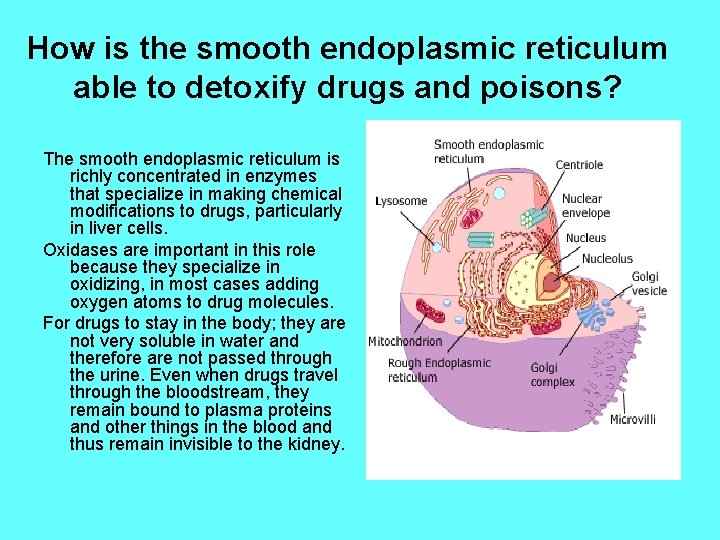 Endoplasmic Reticulum The endoplasmic reticulum contains a network
