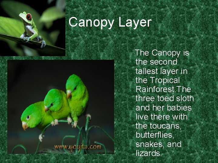 Tropical rainforests By Jaden Trujillo Julianna Valencia and