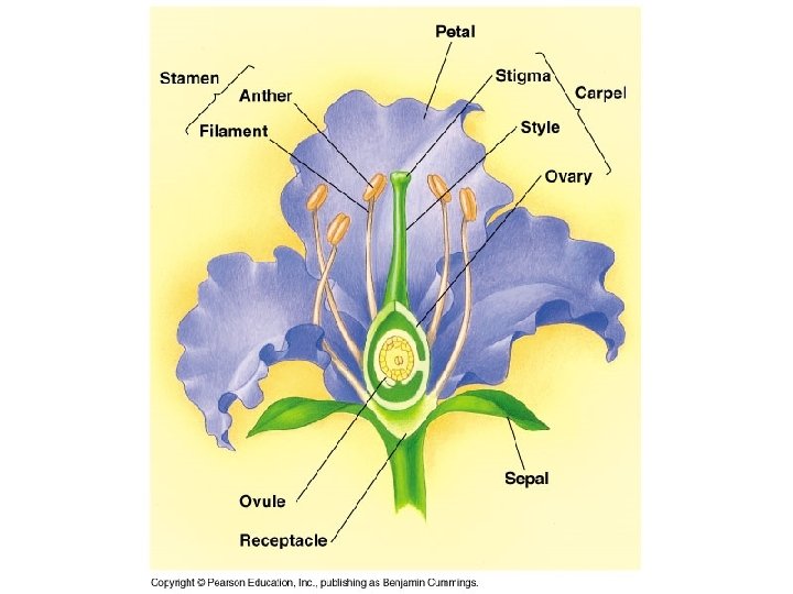 Flowers Tulips Semper Augustus Tulip Current Broken Tulip