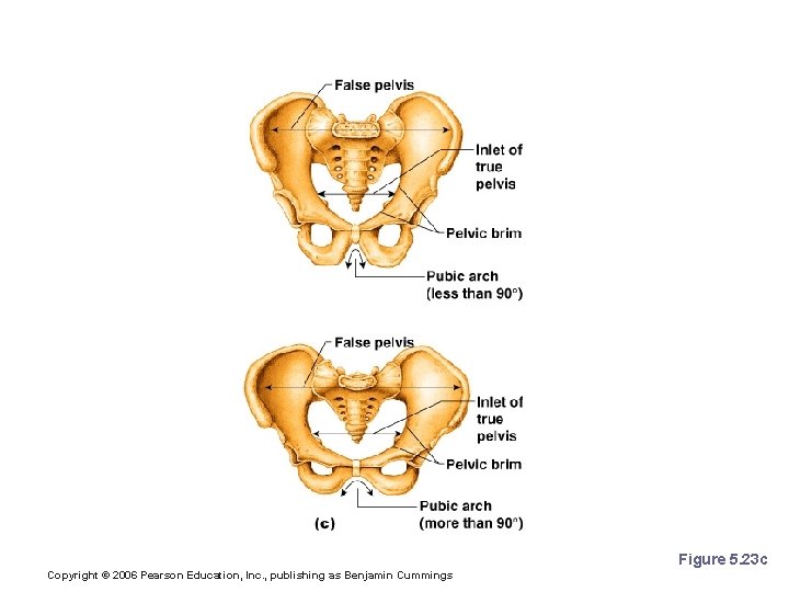 5 The Skeletal System PART E Power Point