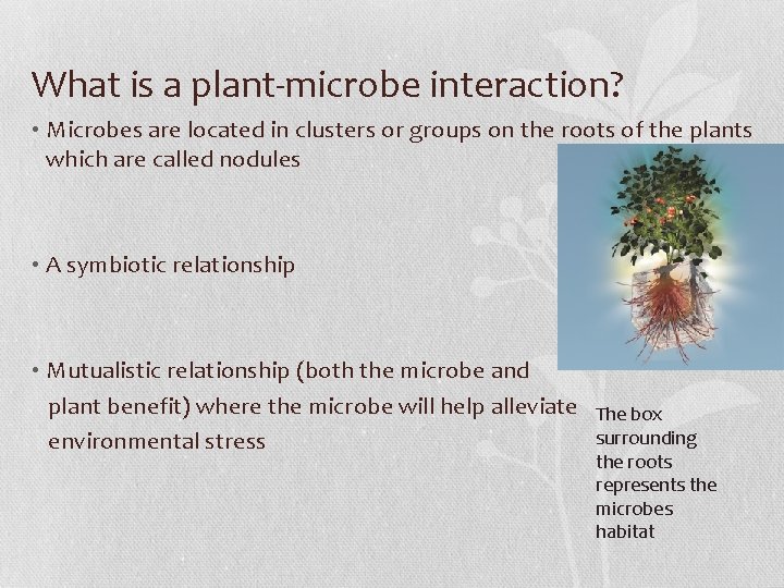 MICROBEPLANT INTERACTIONS How using microbes can help sustain