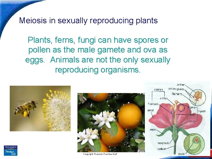 Meiosis Produces Gametes biology I will know the