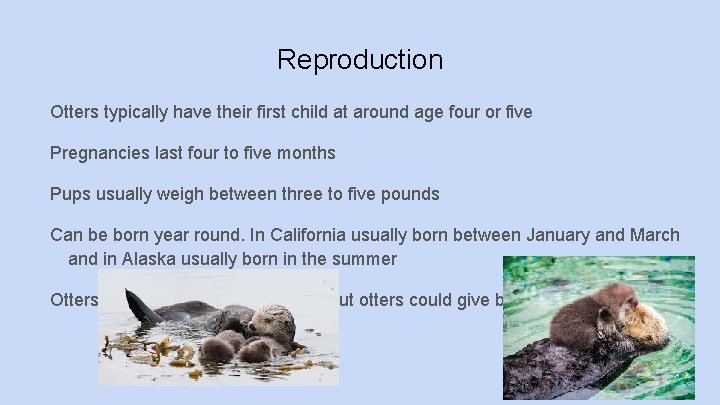 Sea Otters By Alexa Gamallo Period 1 Basic