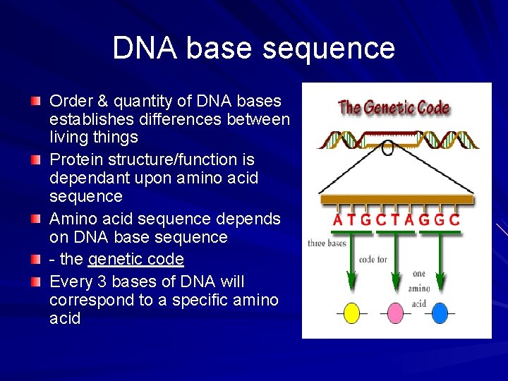 Nucleic Acids Protein Synthesis Chapter 3 Structure of