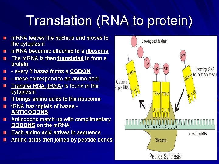 Nucleic Acids Protein Synthesis Chapter 3 Structure of
