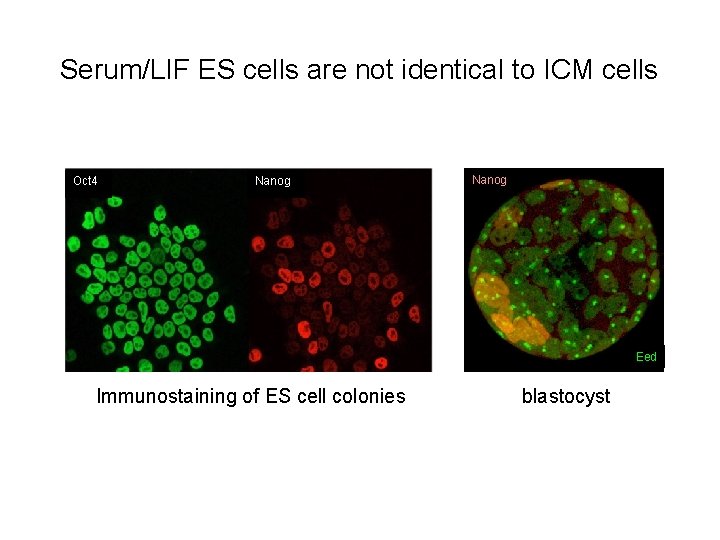 Lecture 2 Embryonic stem cells Programming and Reprogramming