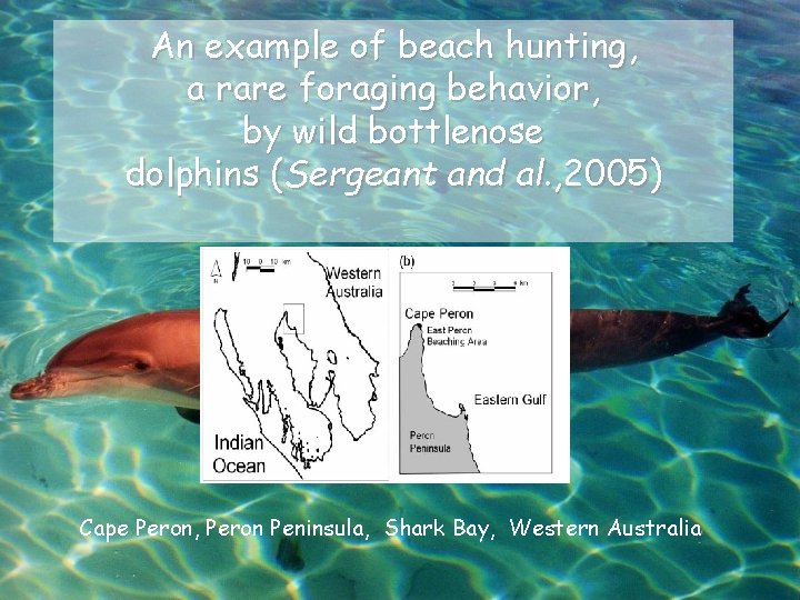 Foraging behaviors of dolphins an example of beach