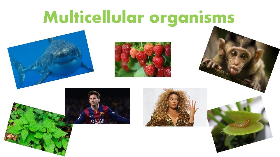 Lesson Starter What is the job of the