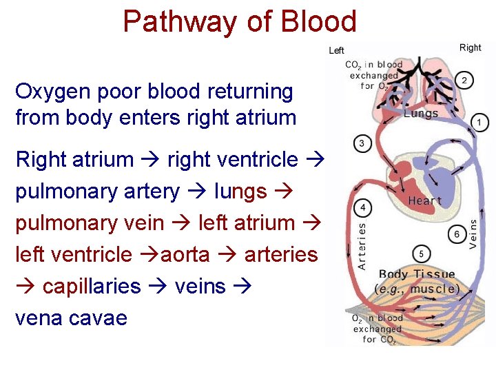 Circulatory or c Ardiovascular System Blood Composition Plasma