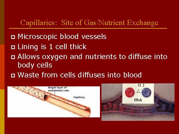 Circulatory or c Ardiovascular System Blood Composition Plasma