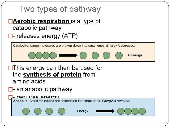 Section 6 Metabolism Enzymes Unit 1 Human Cells