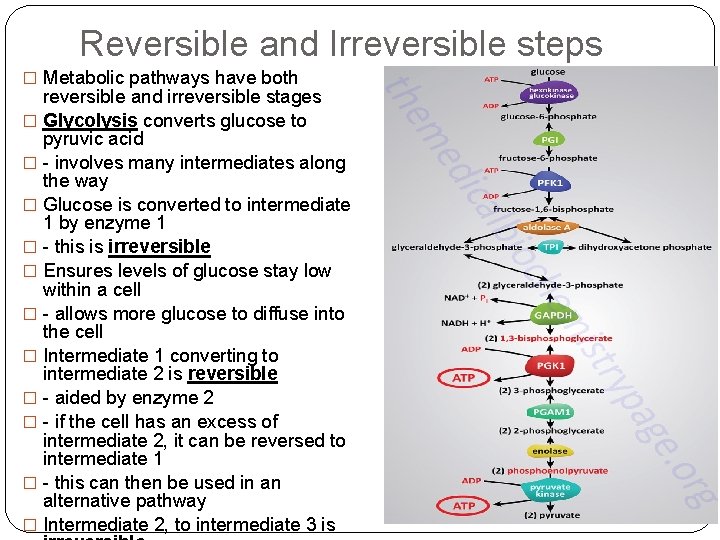 Section 6 Metabolism Enzymes Unit 1 Human Cells