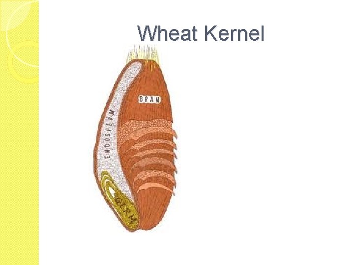 What is Fiber Plant materials that are eaten